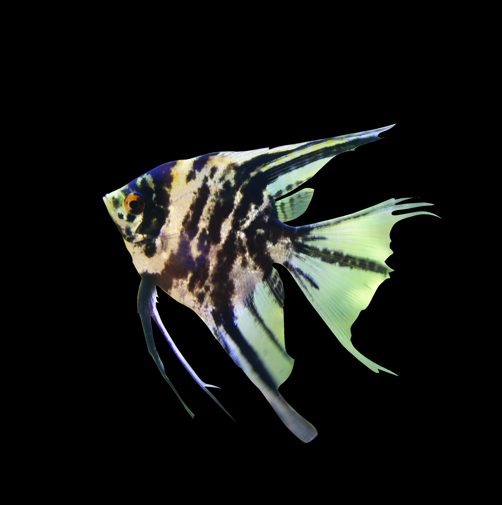Midwest Region - Aquarium Club/Society Events